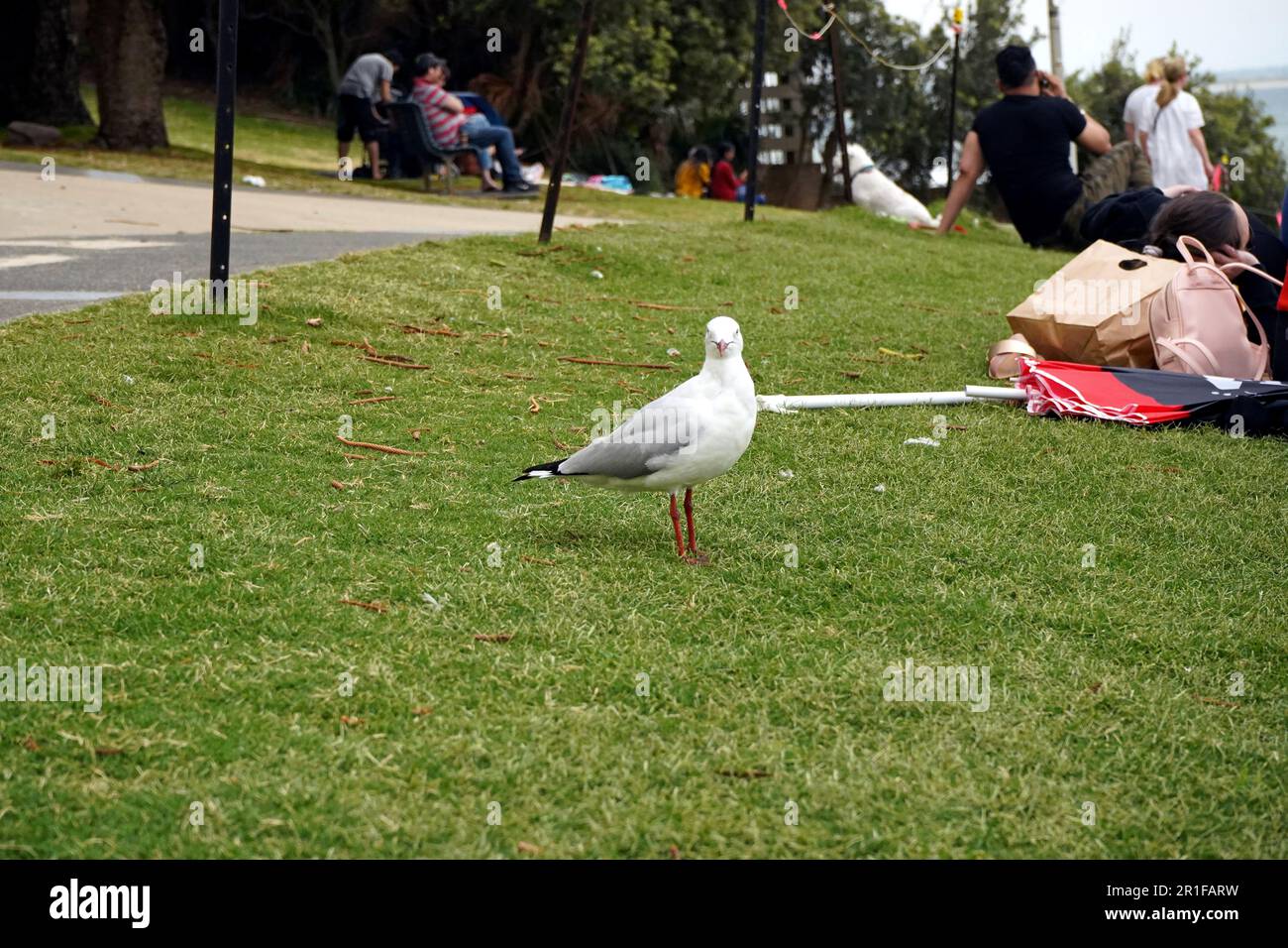 A seagull at south Cronulla park, Sydney Stock Photo - Alamy