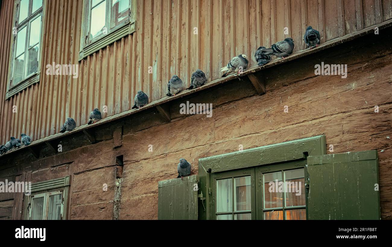 Pigeons on ledge hi-res stock photography and images - Alamy