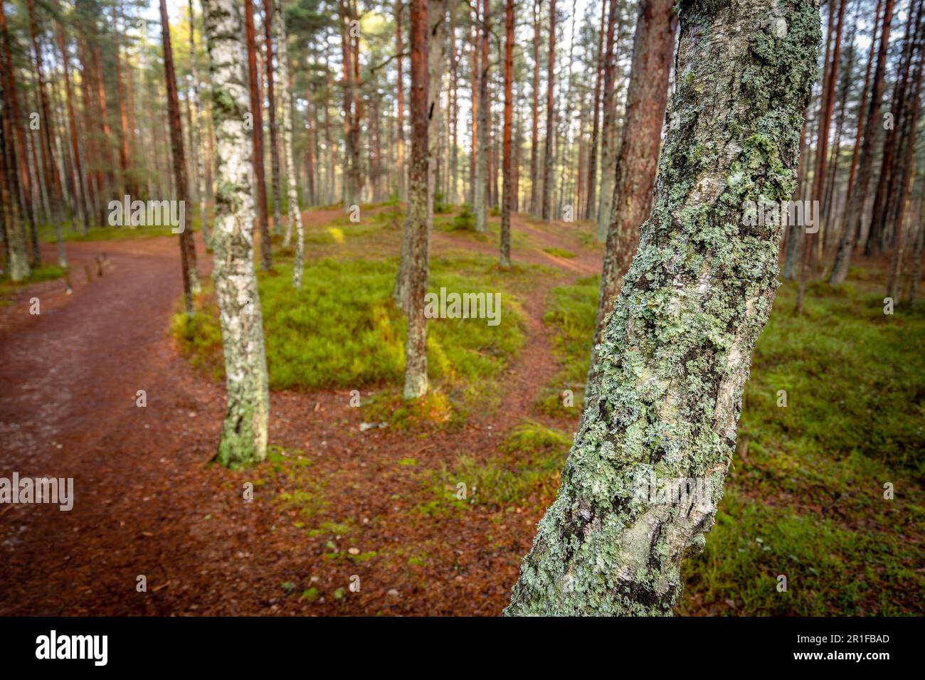 The kemeri park hi-res stock photography and images - Alamy