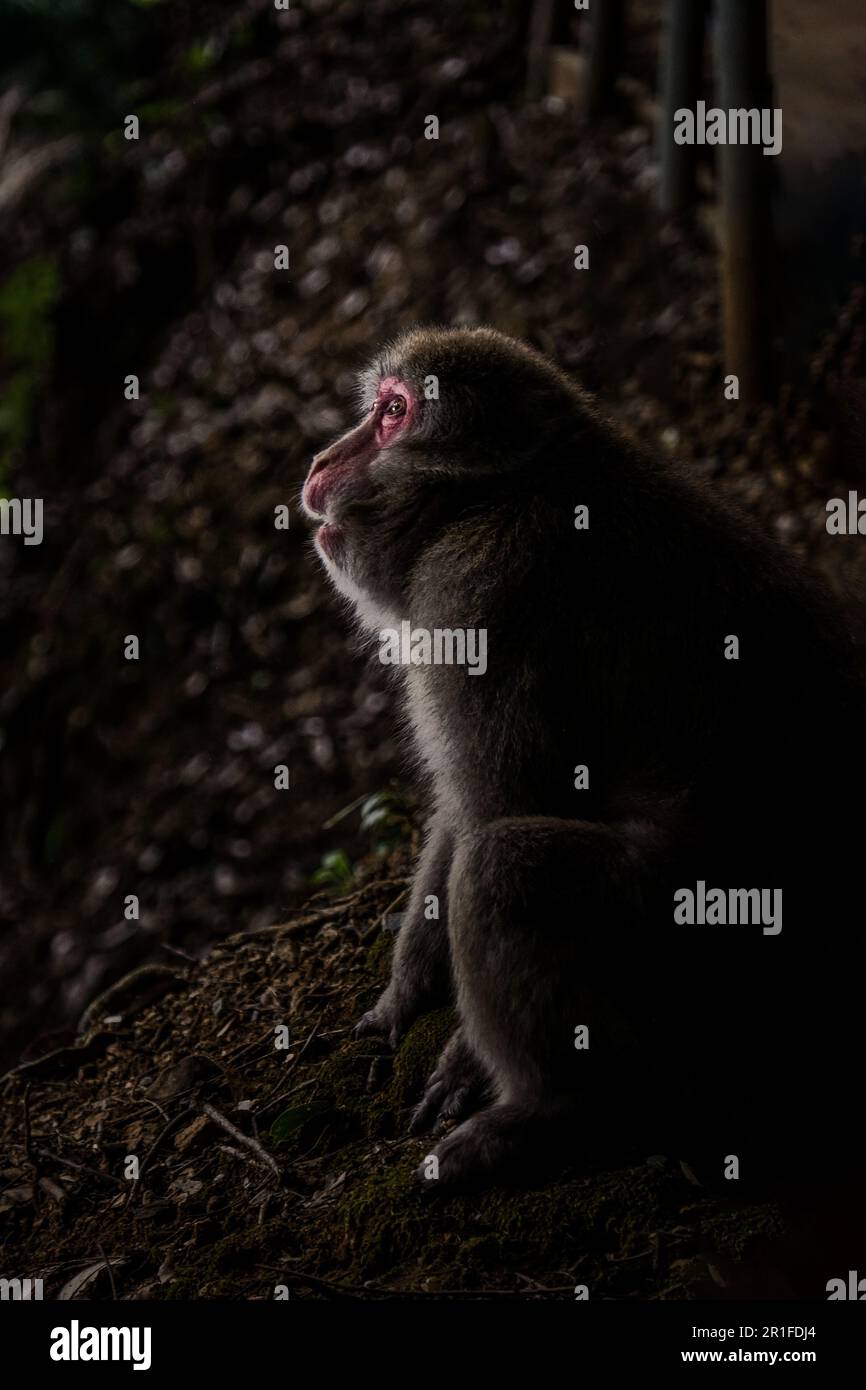A Japanese macaque monkey in a dimly lit forest looking into the trees ...