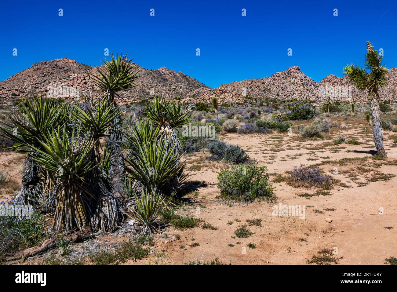 Joshua Tree National Park with blue skies, wildflowers and cactus ...