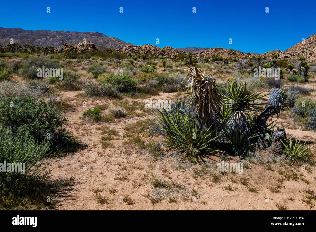 Joshua trees cactus wildflowers hi-res stock photography and images - Alamy
