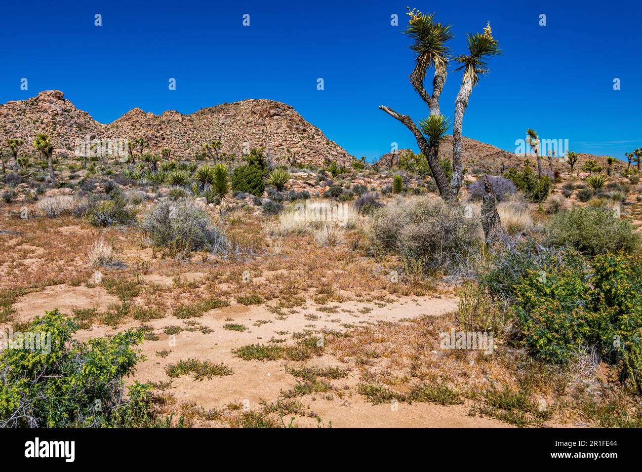 Joshua Tree National Park with blue skies, wildflowers and cactus ...