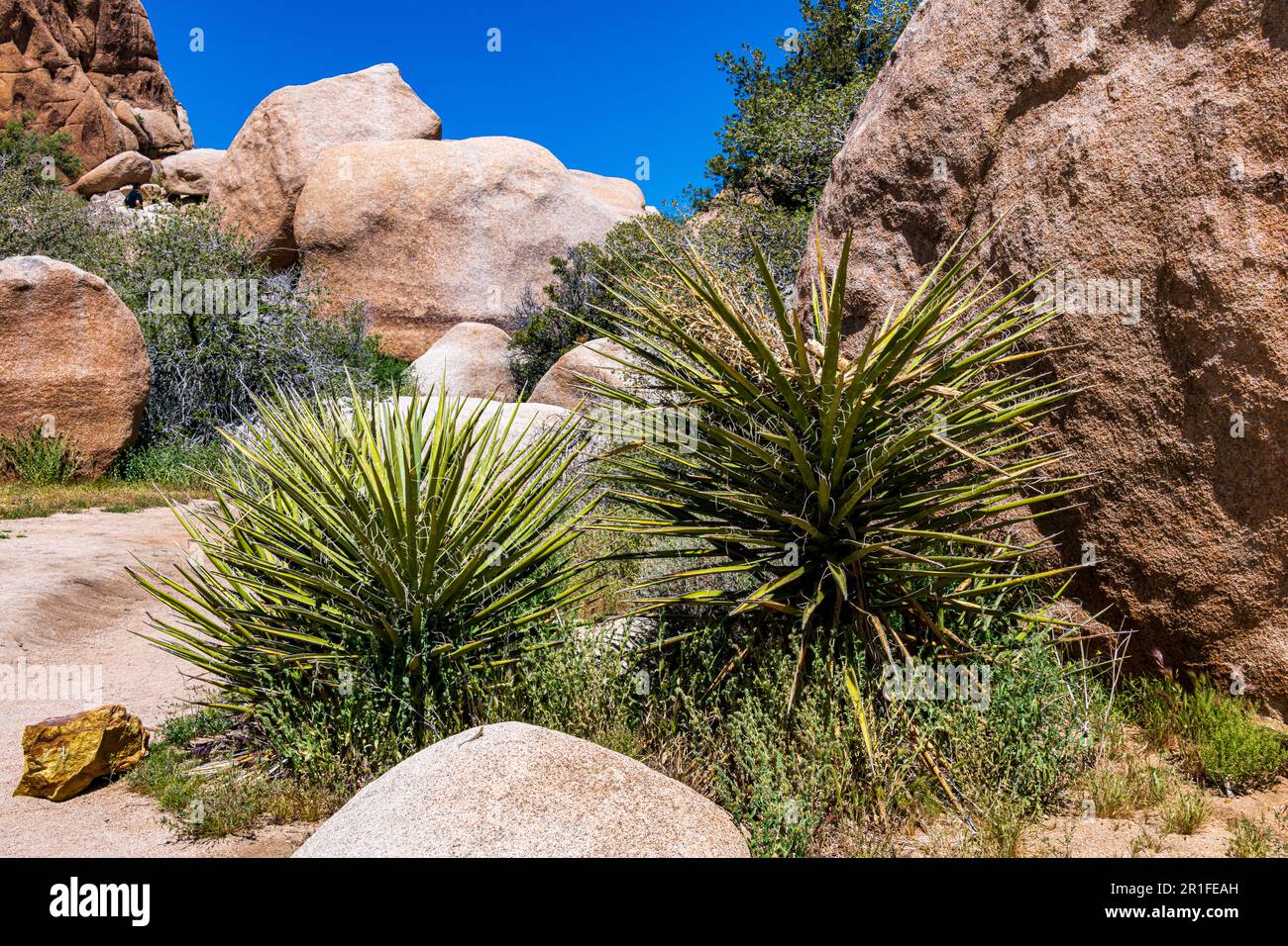 Joshua trees cactus wildflowers hi-res stock photography and images - Alamy