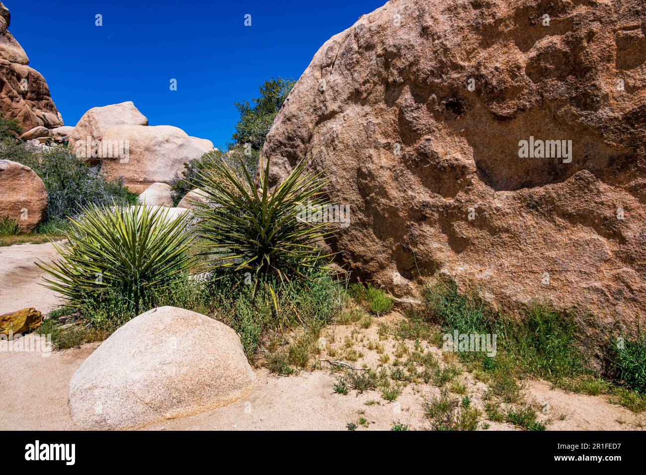 Joshua Tree National Park with blue skies, wildflowers and cactus ...