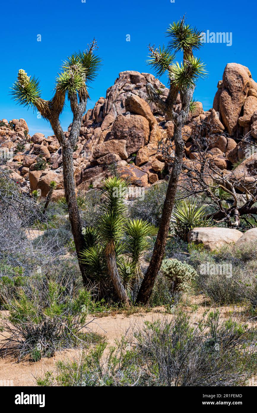 Joshua Tree National Park with blue skies, wildflowers and cactus ...
