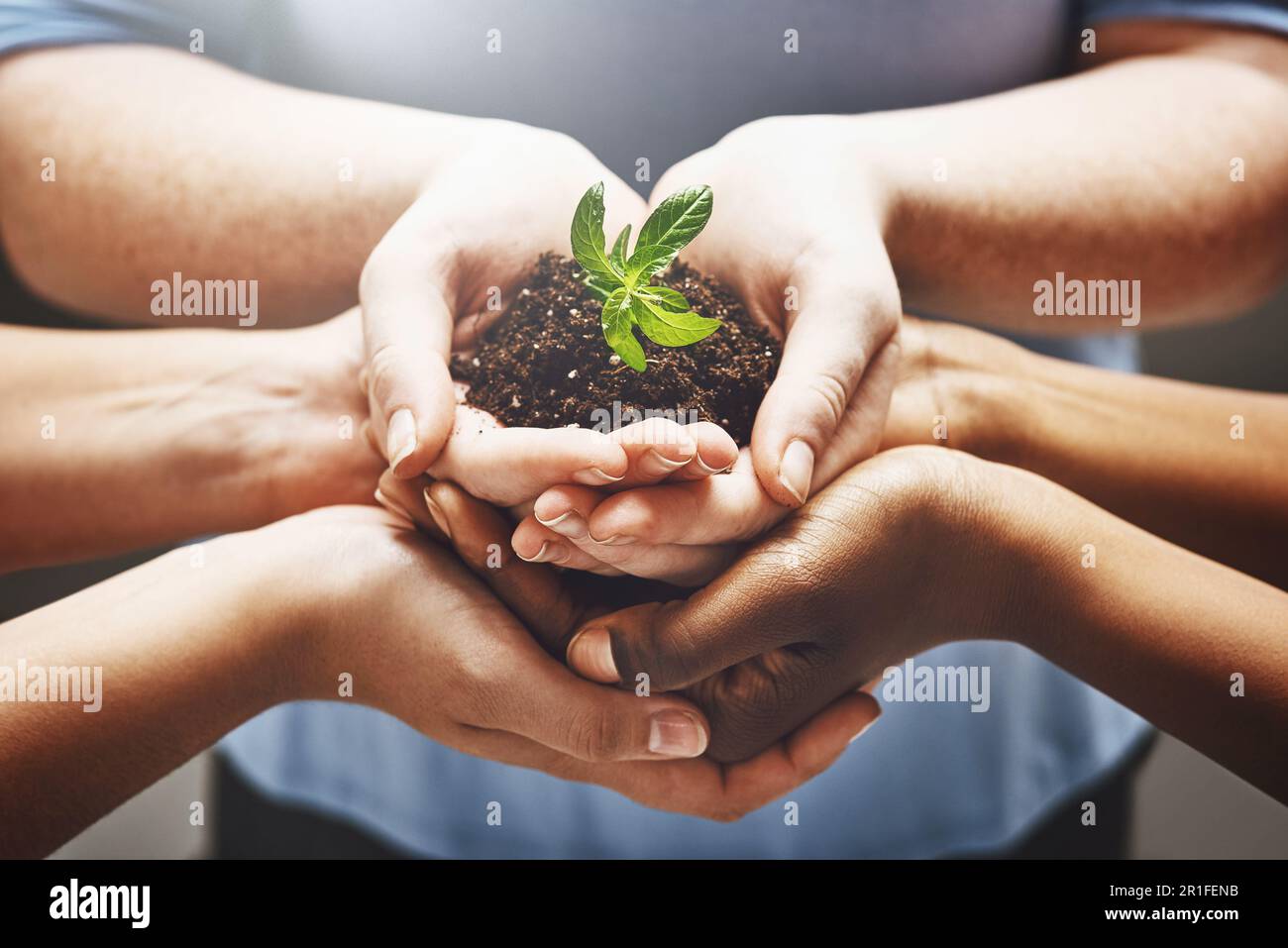 Plant, hands and group of people volunteering, agriculture and ...