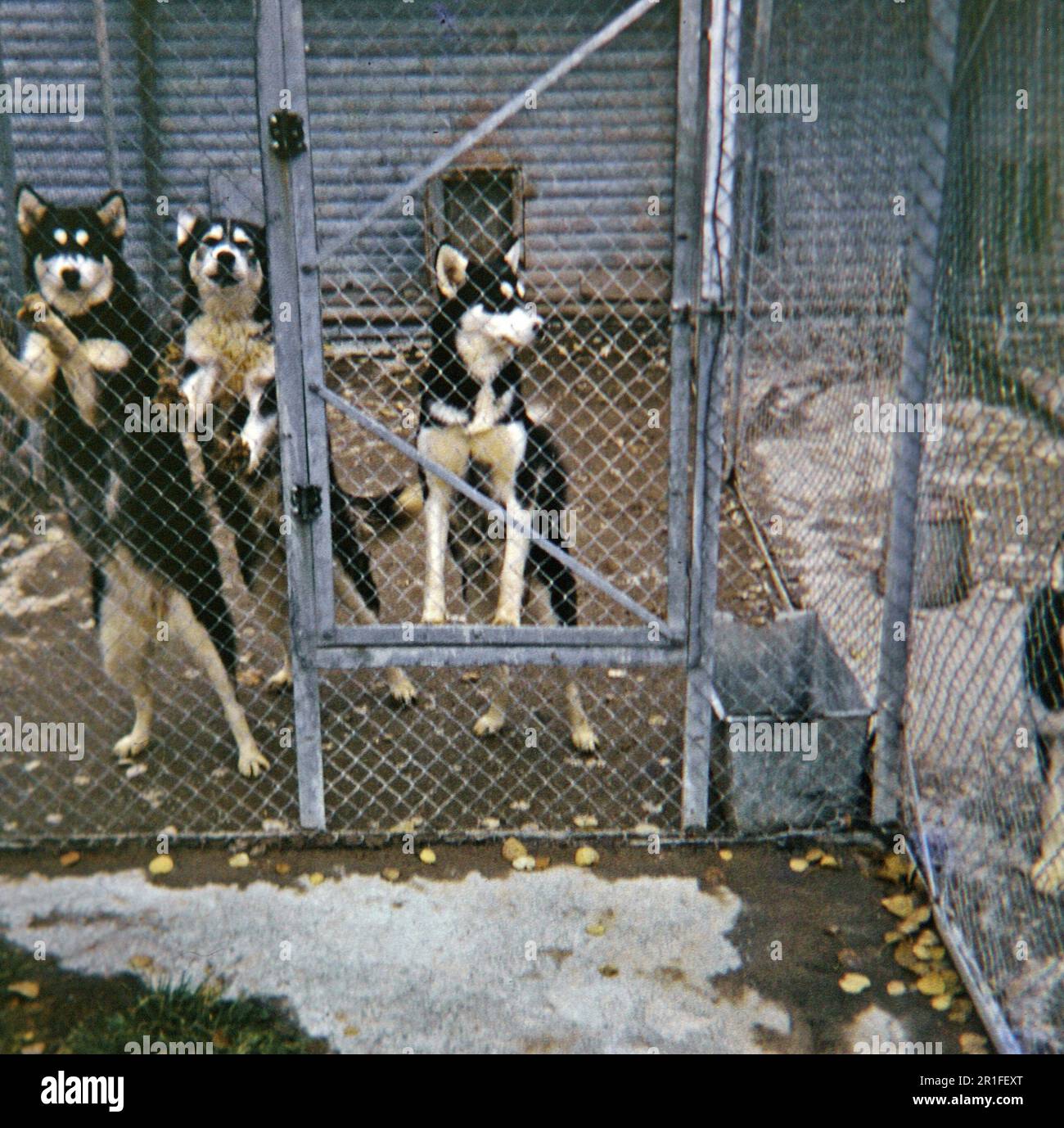 Three dogs penned up in a cage ca. 1969 Stock Photo - Alamy