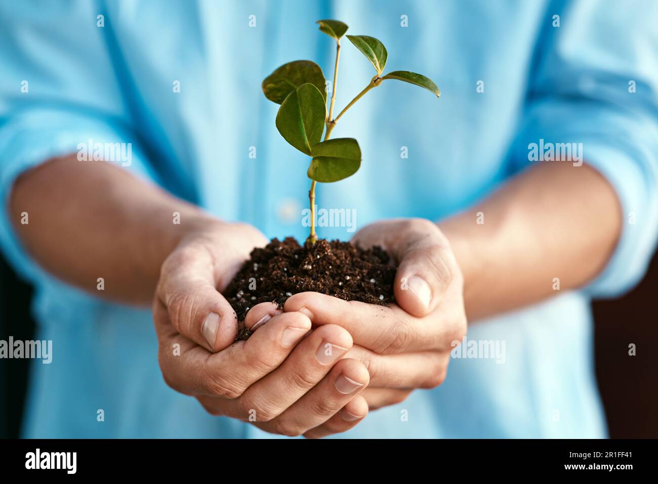 Plant, growth and sustainability with the hands of a person holding a ...