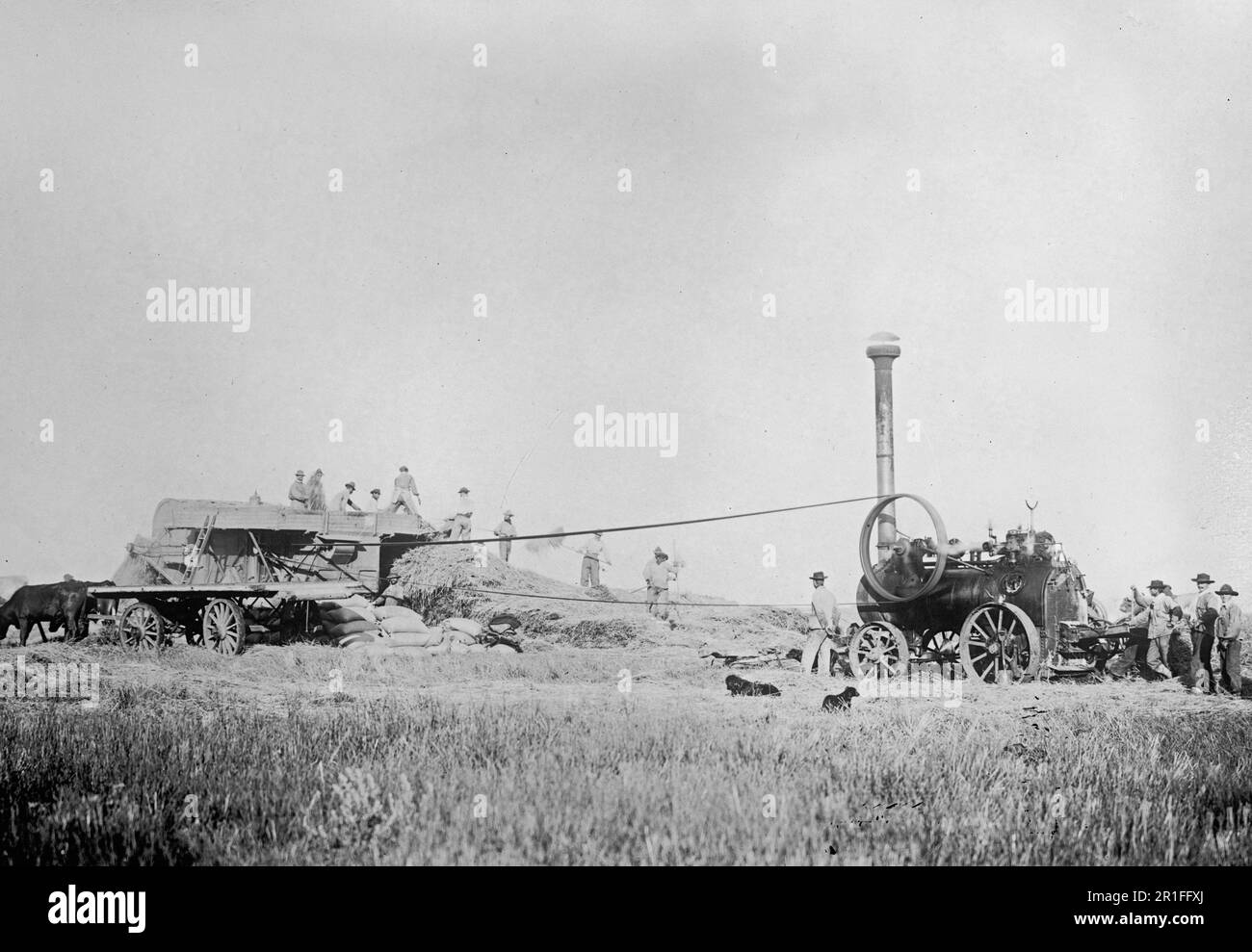 Archival Photo: Threshing scene, Buenos Aires ca. 1910s Stock Photo - Alamy