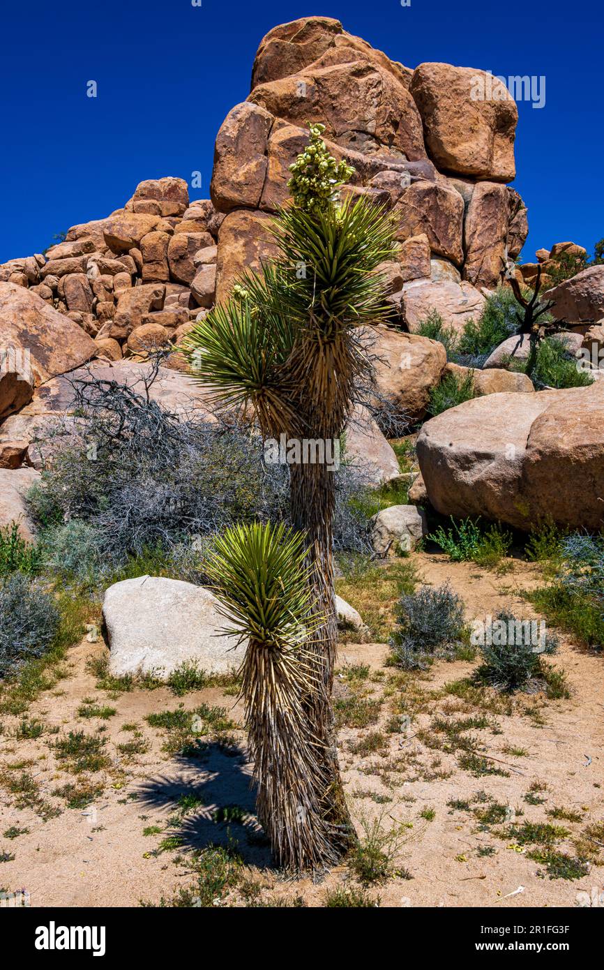 Joshua trees cactus wildflowers hi-res stock photography and images - Alamy