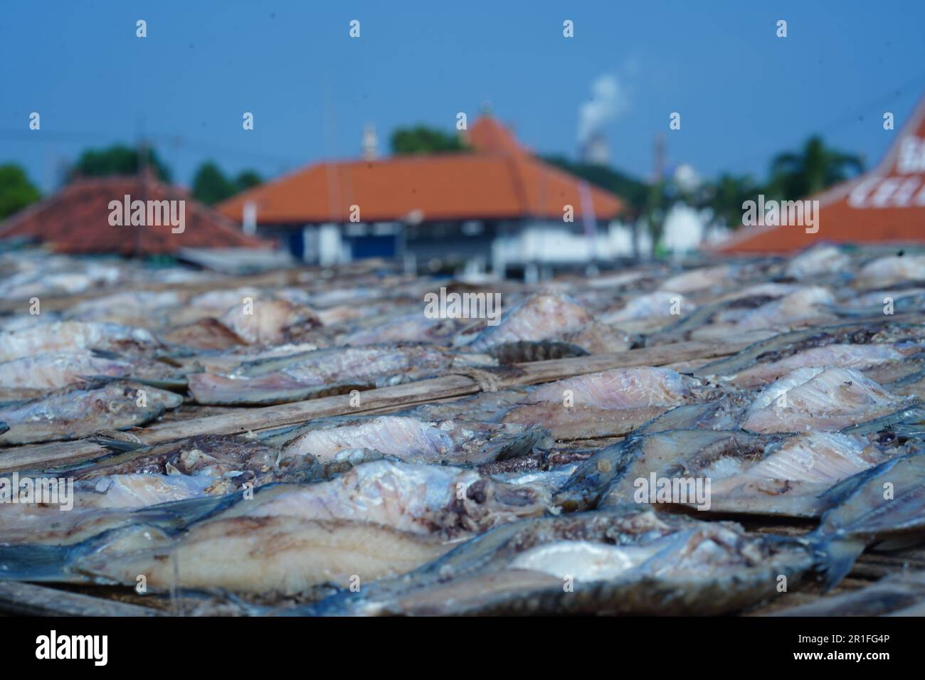 Traditional process of drying the salted fish under direct sunlight in ...