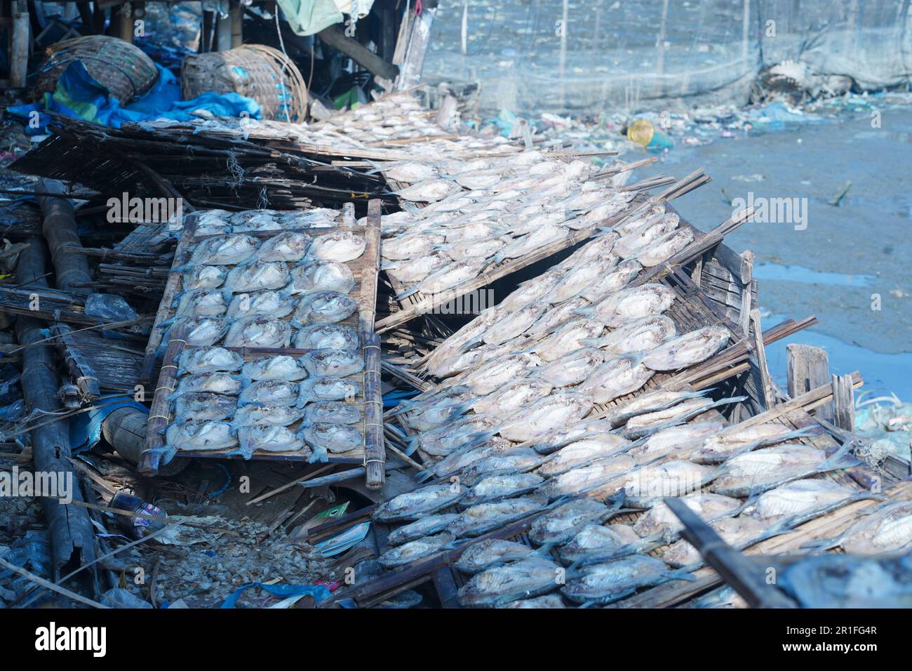 Traditional process of drying the salted fish under direct sunlight in ...