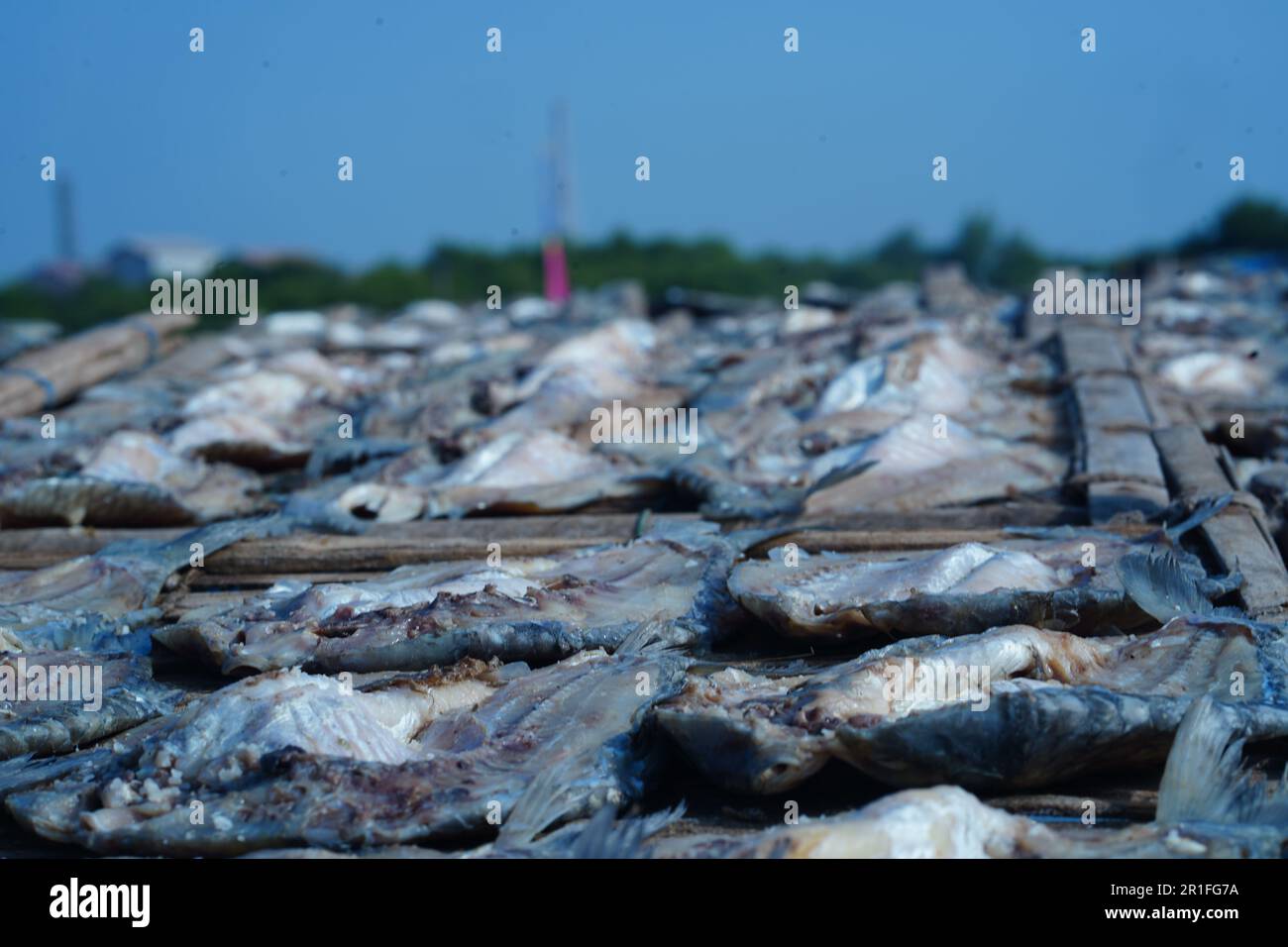 Traditional process of drying the salted fish under direct sunlight in ...