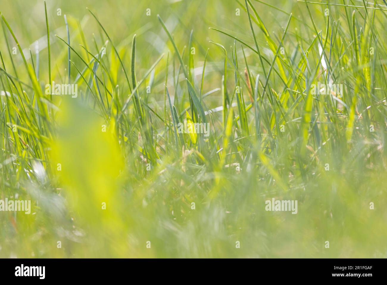 macro green grass shallow depth in spring, very light breezy feel Stock ...