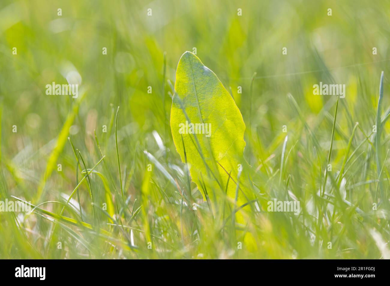macro green grass shallow depth in spring, very light breezy feel Stock ...