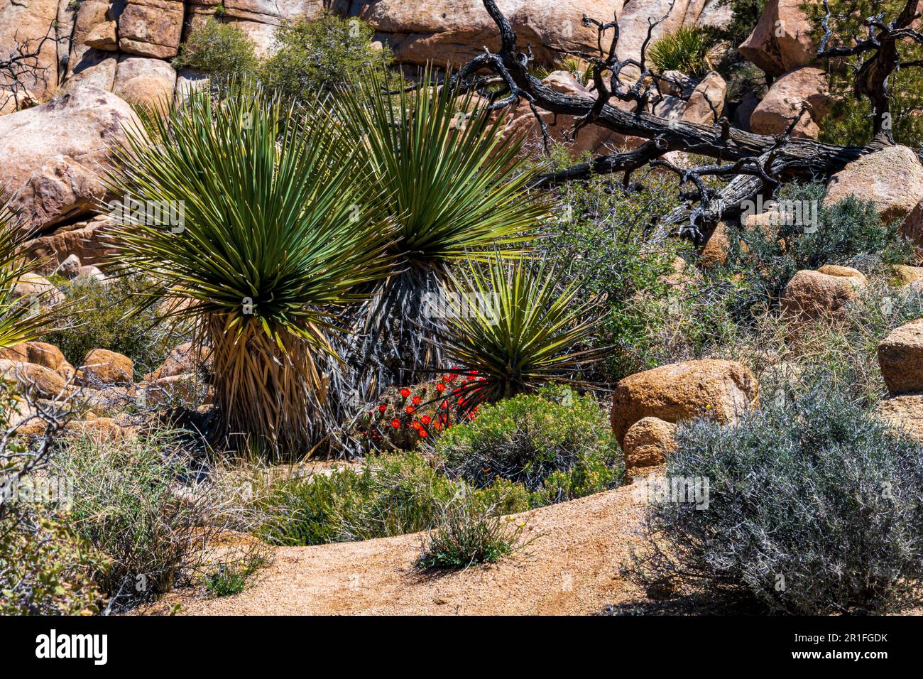 Joshua Tree National Park with blue skies, wildflowers and cactus ...
