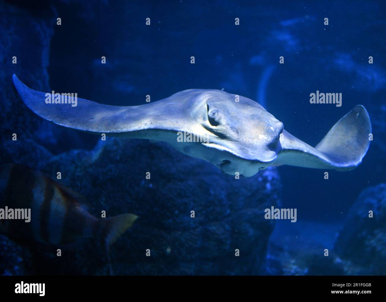 Berlin, Germany. 12th May, 2023. A ray (Batomorphi) swims in an ...