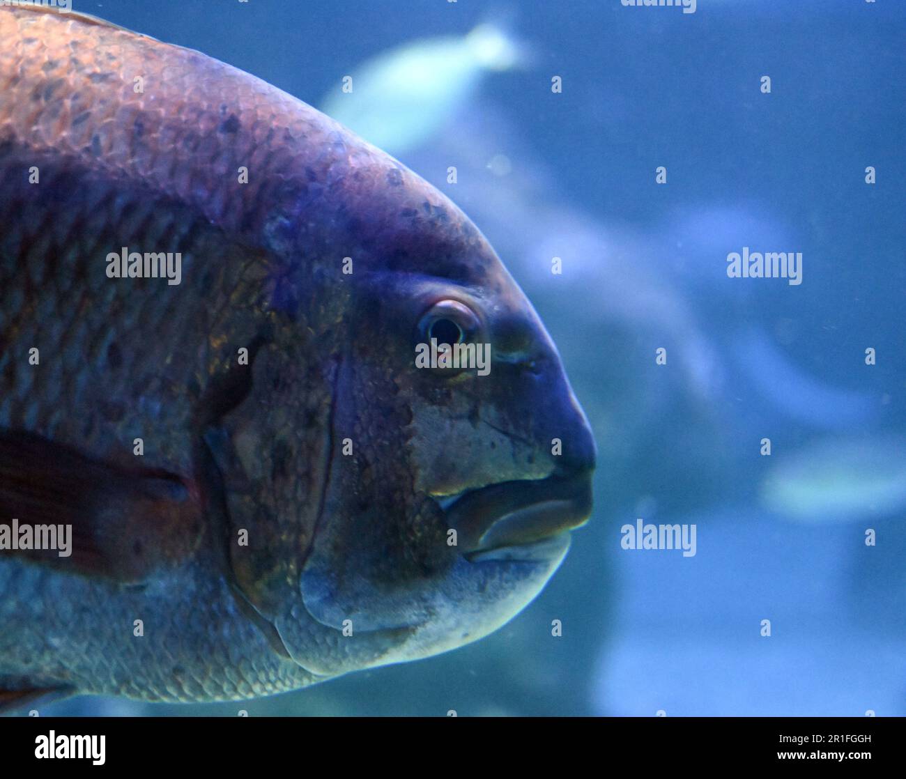 Berlin, Germany. 12th May, 2023. A monkfish (Chromis chromis) swims in ...