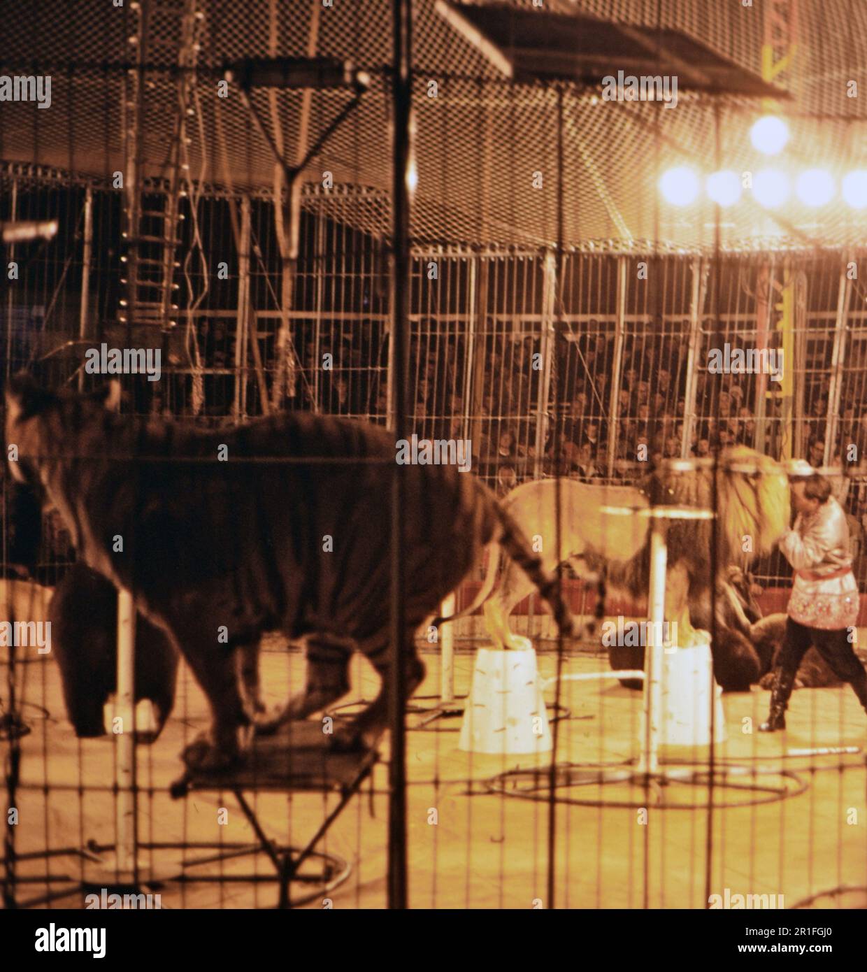 Lion tamer placing his head inside a lions' mouth in a circus in Russia ...