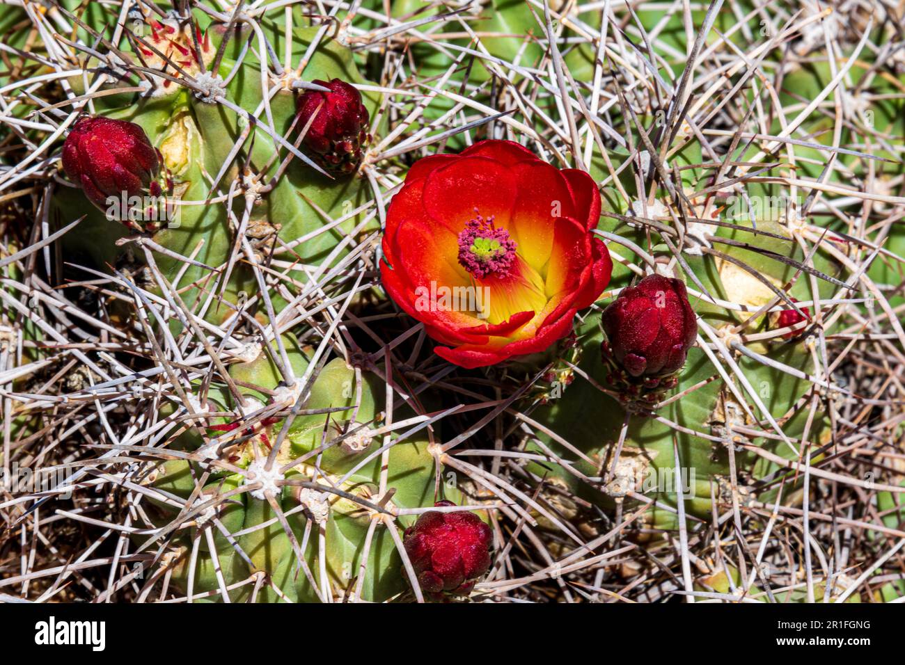 Joshua Tree National Park with blue skies, wildflowers and cactus ...