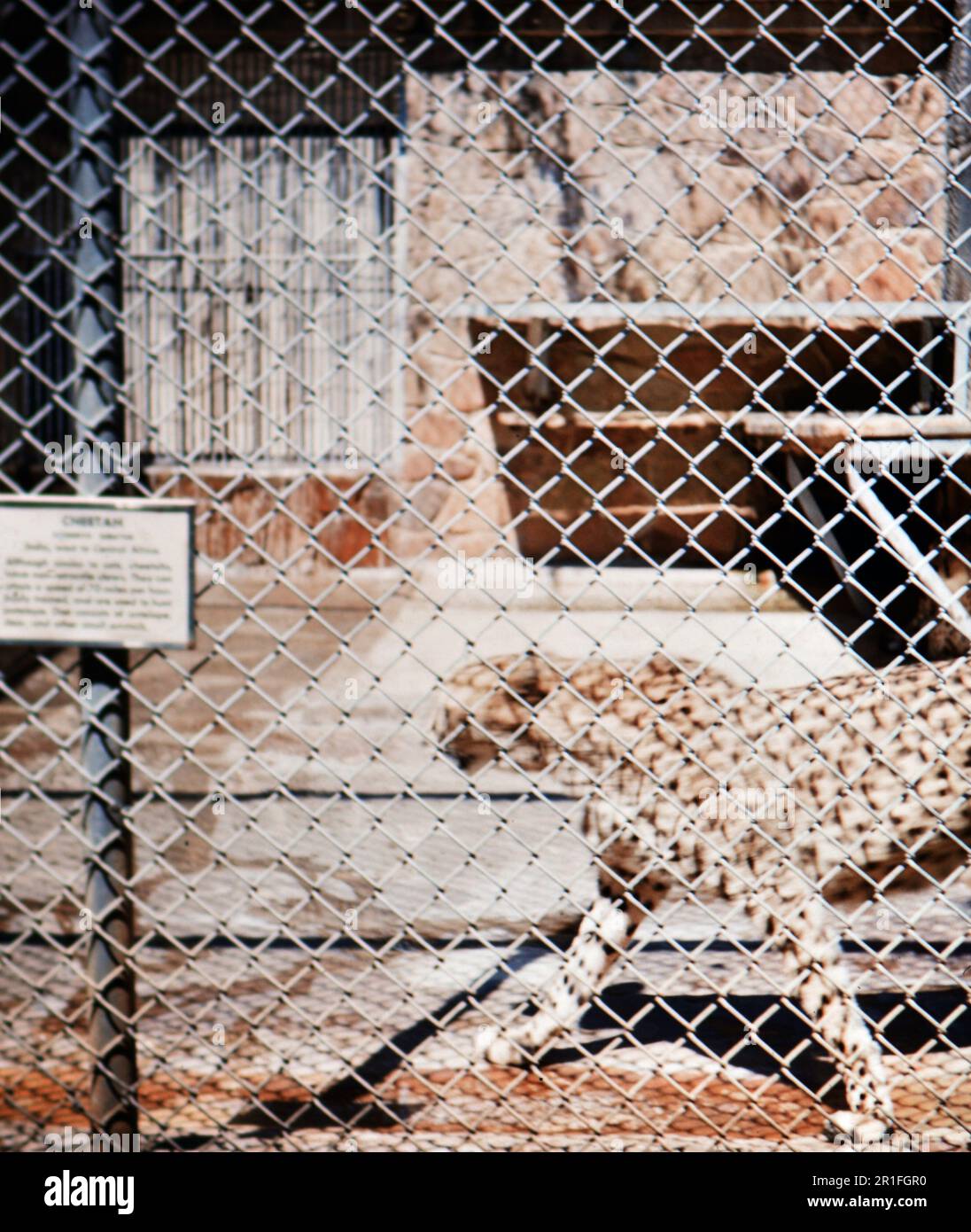 Cheetah at the Dallas Zoo in the 1950s ca. 1959 Stock Photo - Alamy