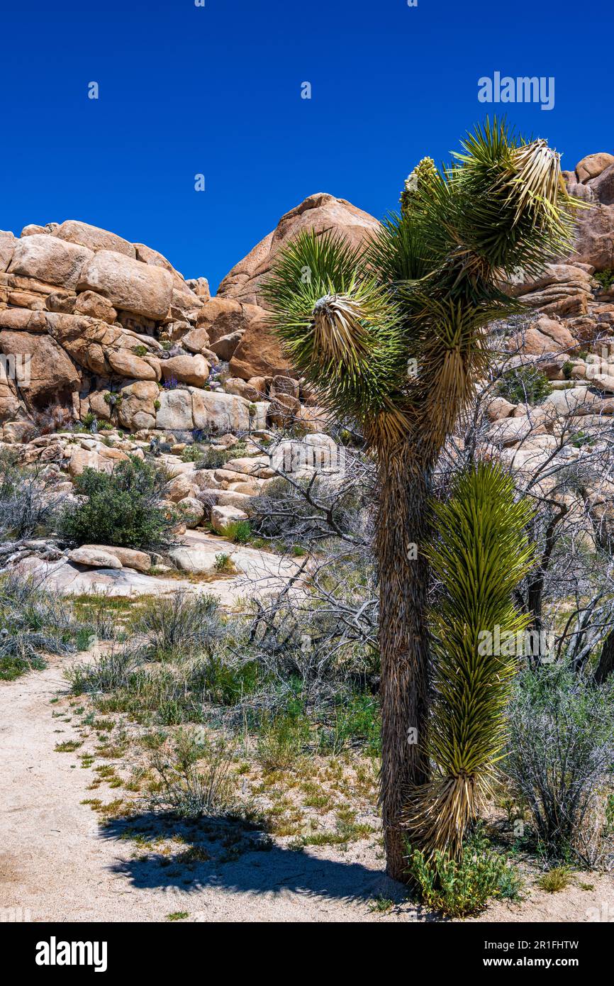 Joshua Tree National Park with blue skies, wildflowers and cactus ...