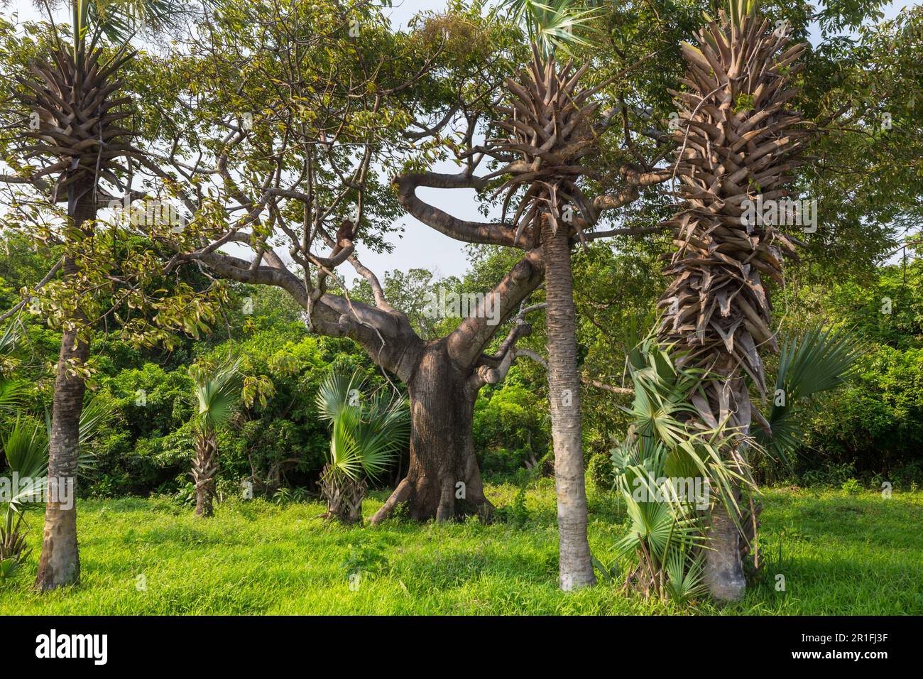 Tropical trees in the Guatemala Stock Photo - Alamy
