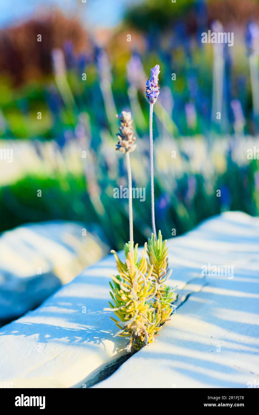 Two stalks of lavender grow out of a small crack in a rock, symbolizing ...