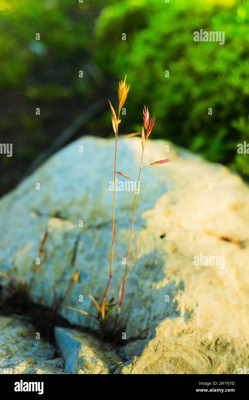 Two stalks of grass grow out of a small crack in a rock, symbolizing ...