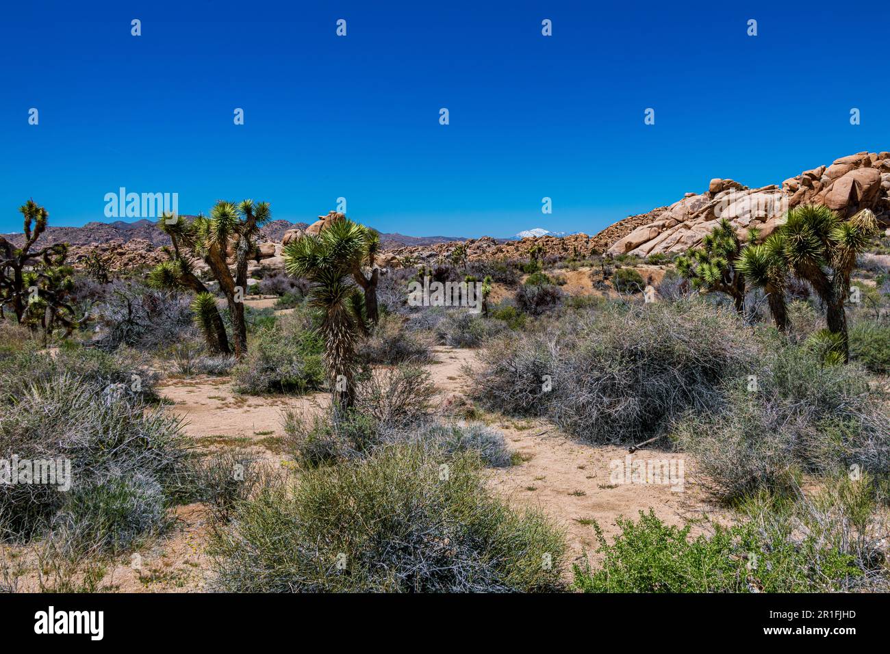 Joshua trees cactus wildflowers hi-res stock photography and images - Alamy