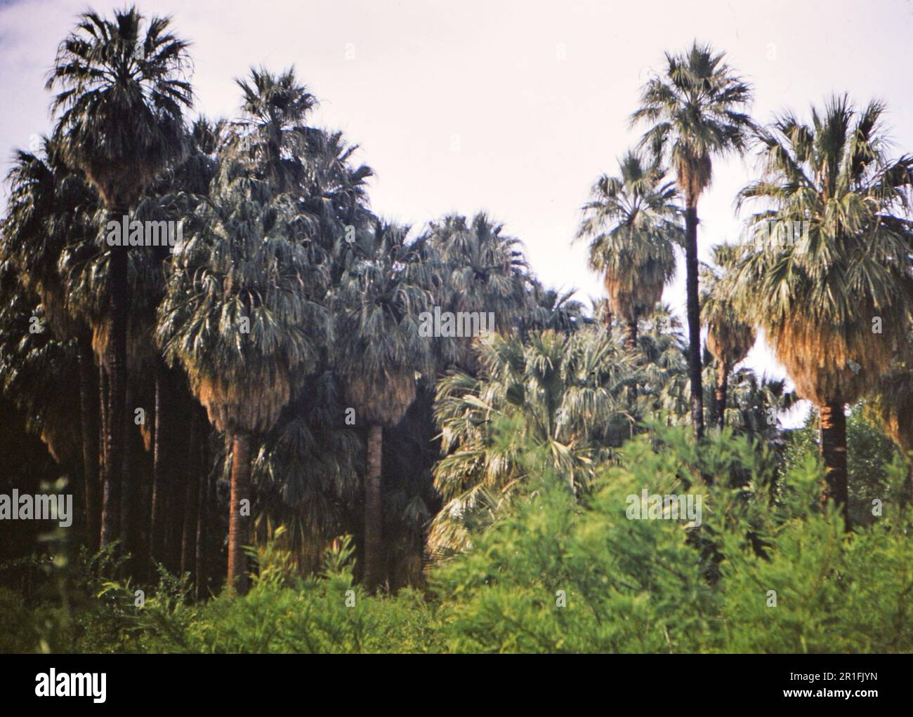 Native California palm trees in Palm Canyon in Arizona ca. 1952 Stock ...