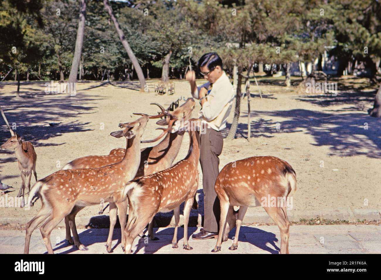 Tourist feeding deer at the Nara Deer Park (Nara Japan) (r) ca. 1973 ...