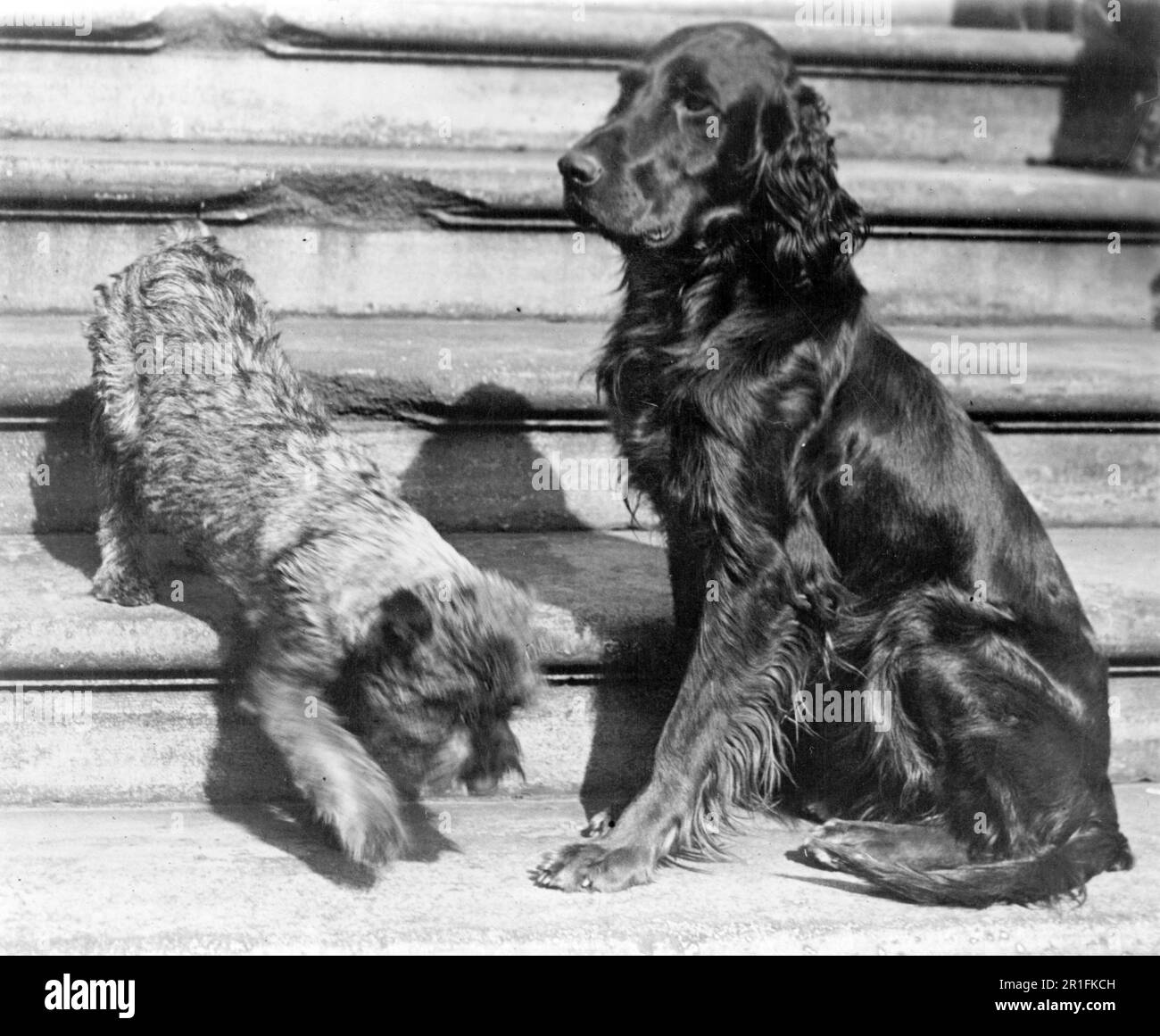 Archival Photo: Whoopie and Englehurst Gillette two of the White House ...