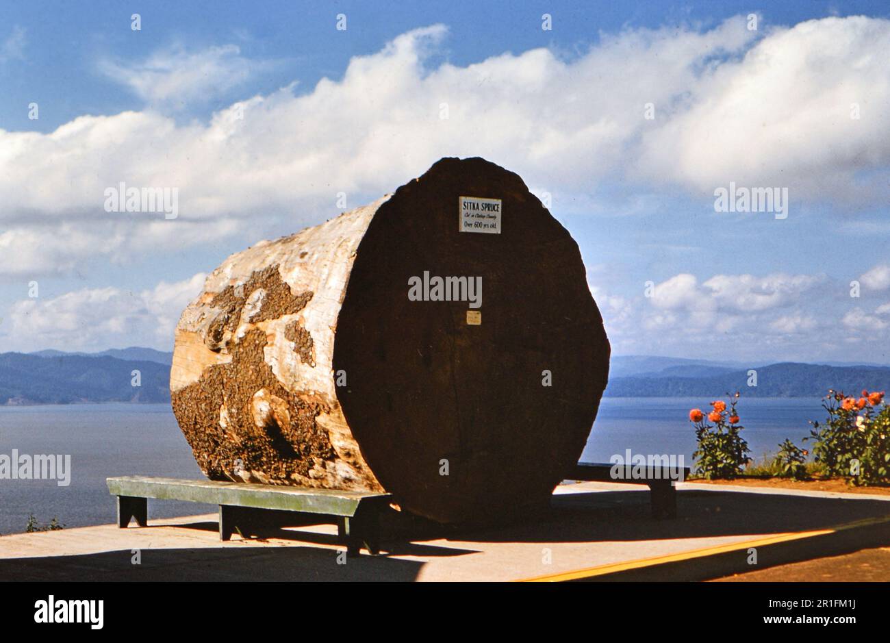 600 year old Sitka Spruce in Astoria Oregon ca. 1959 Stock Photo - Alamy