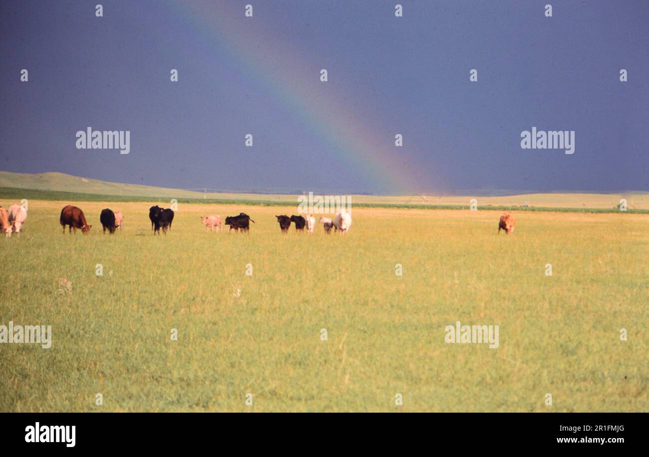Cows grazing with a rainbow behind them on a ranch in northern Nebraska ...