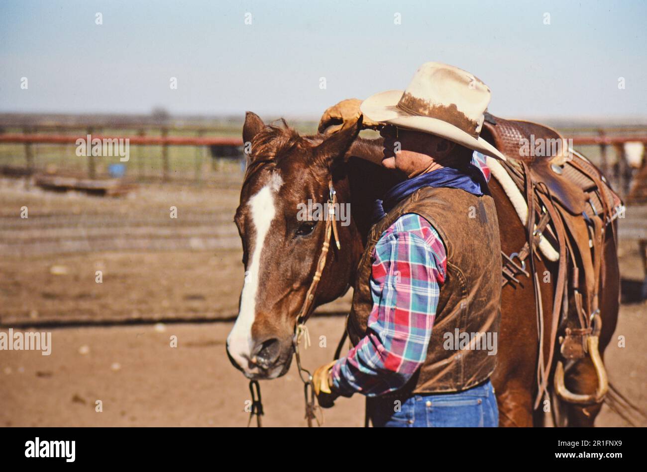 Working cowboy with his horse at a ranch in Throckmorton Texas ca. late ...
