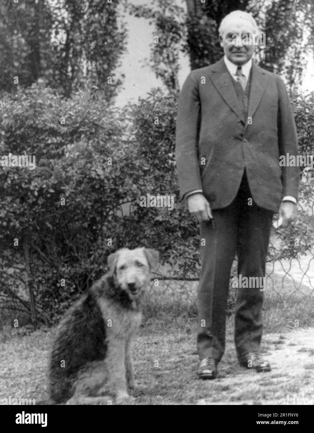Archival airedale dogs hi-res stock photography and images - Alamy