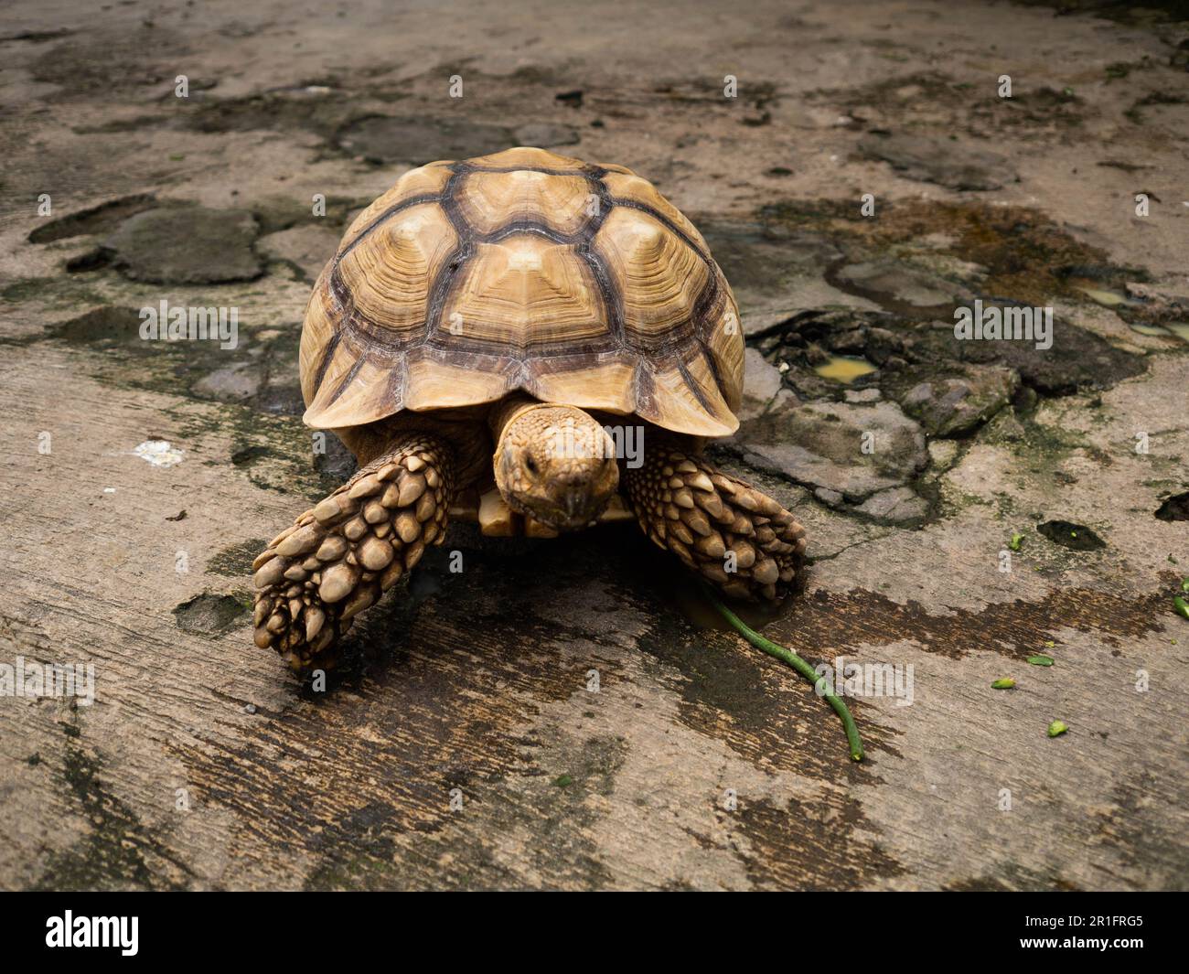 Big tortoise hi-res stock photography and images - Alamy