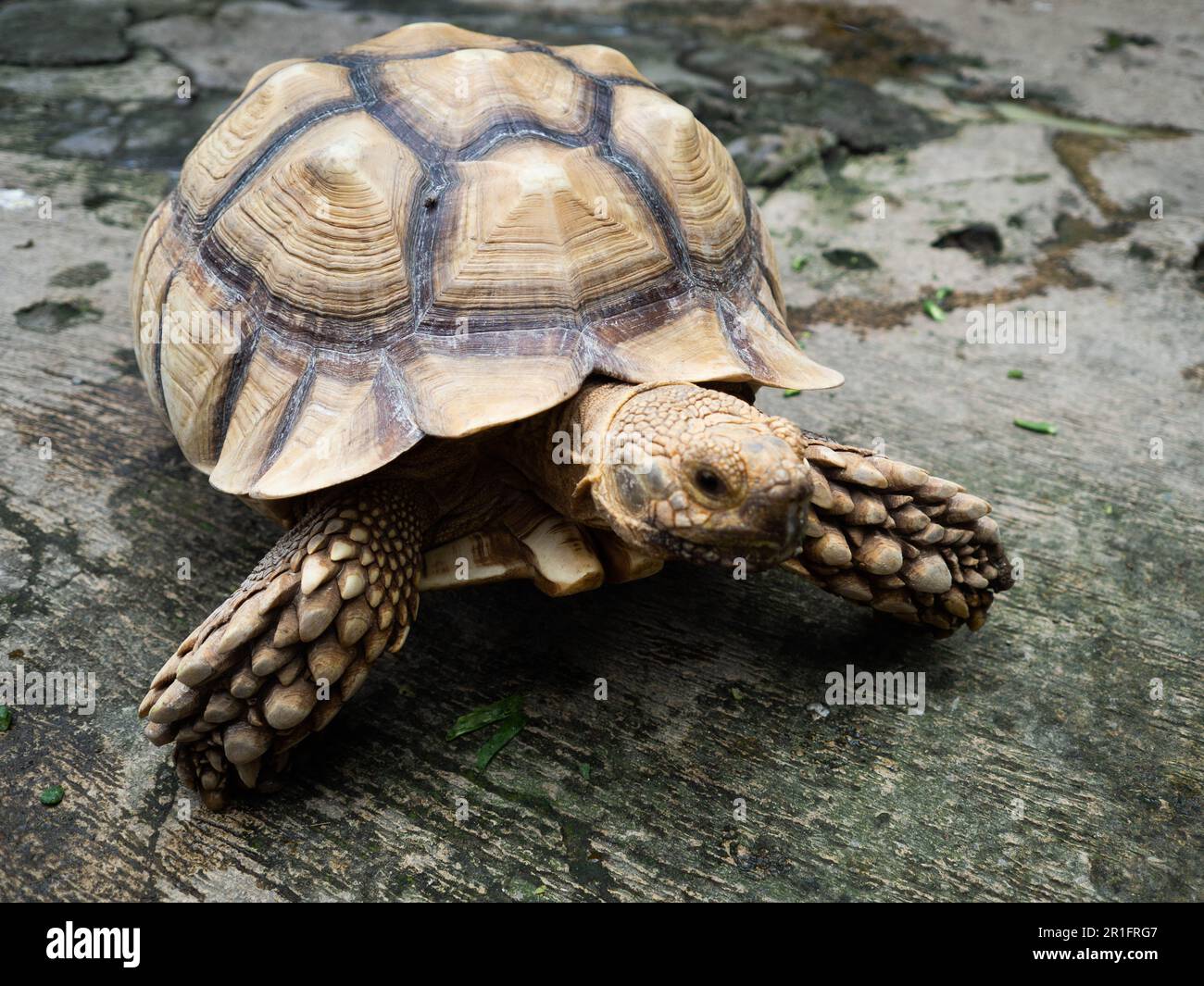 Oldest tortoise hi-res stock photography and images - Alamy