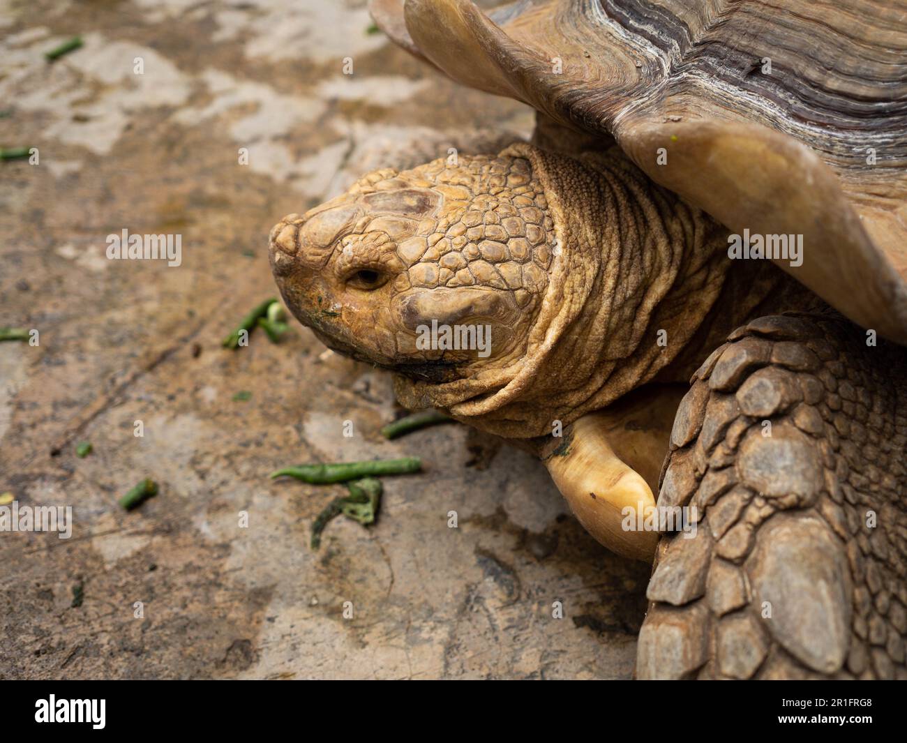 Big tortoise hi-res stock photography and images - Alamy