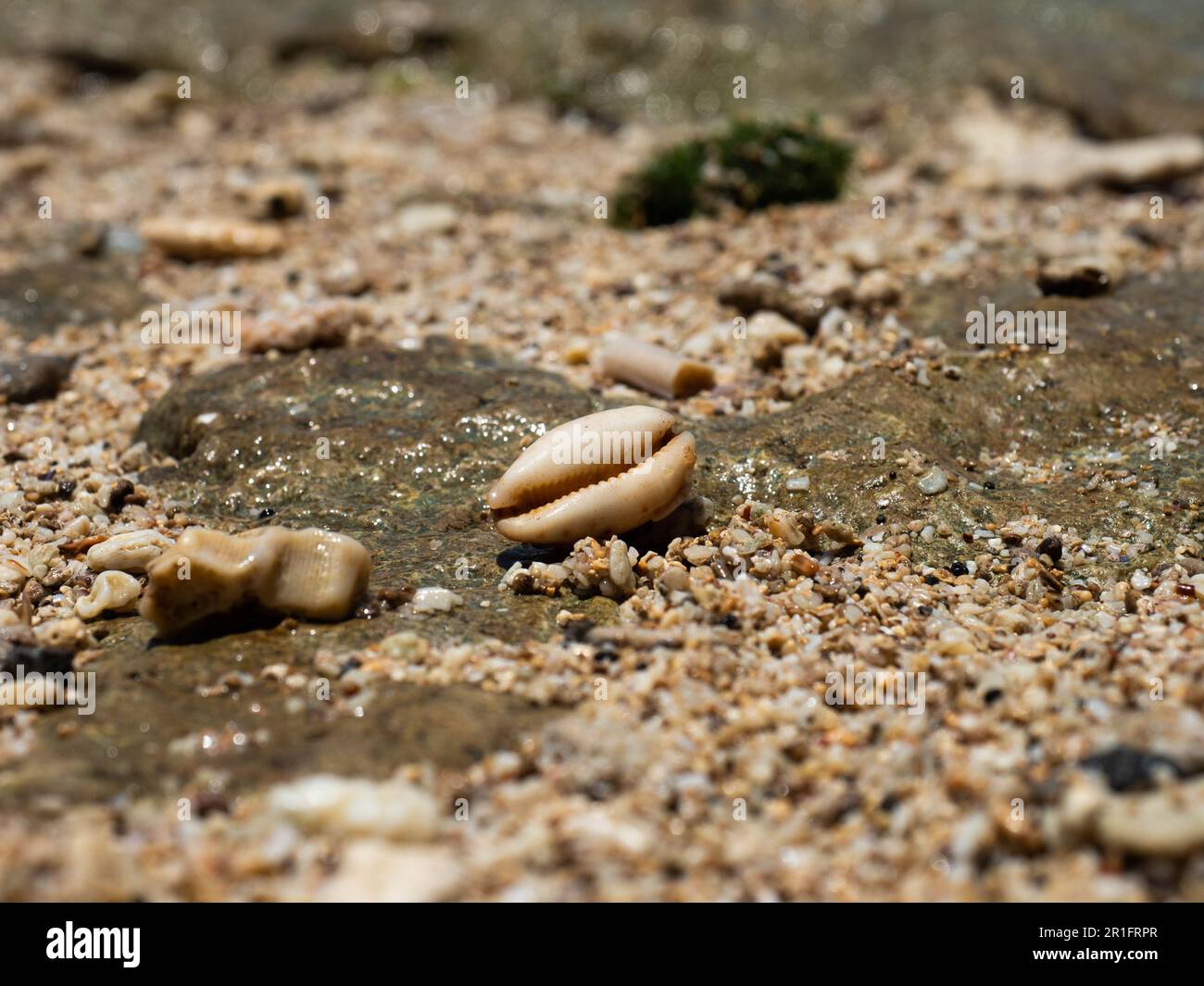 Close up shoot of sea shell on a rock in the beach Stock Photo - Alamy