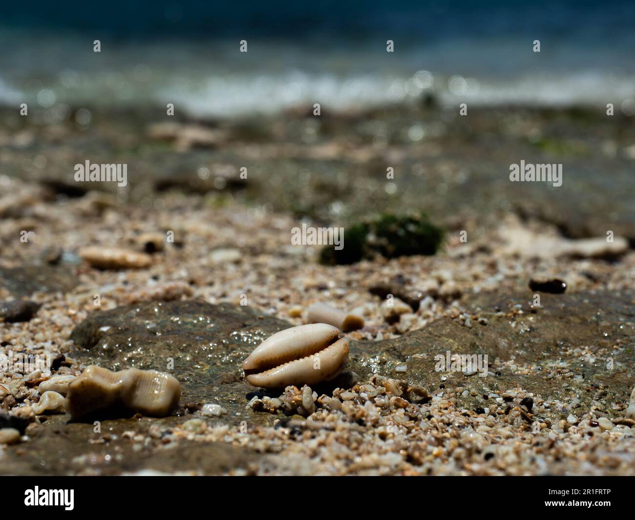 Close up shoot of sea shell on a rock in the beach Stock Photo - Alamy