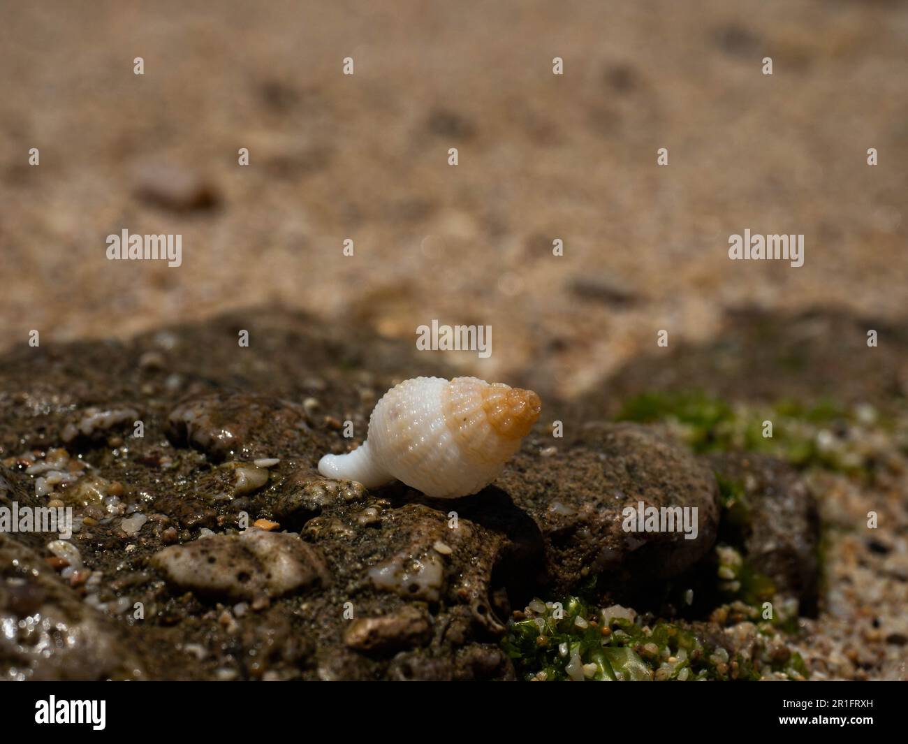 Shell on a rock hi-res stock photography and images - Alamy