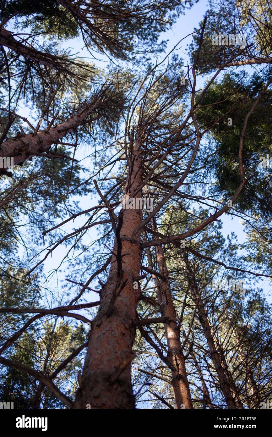 The blue sky between stalks and leaves of many different trees. A ...