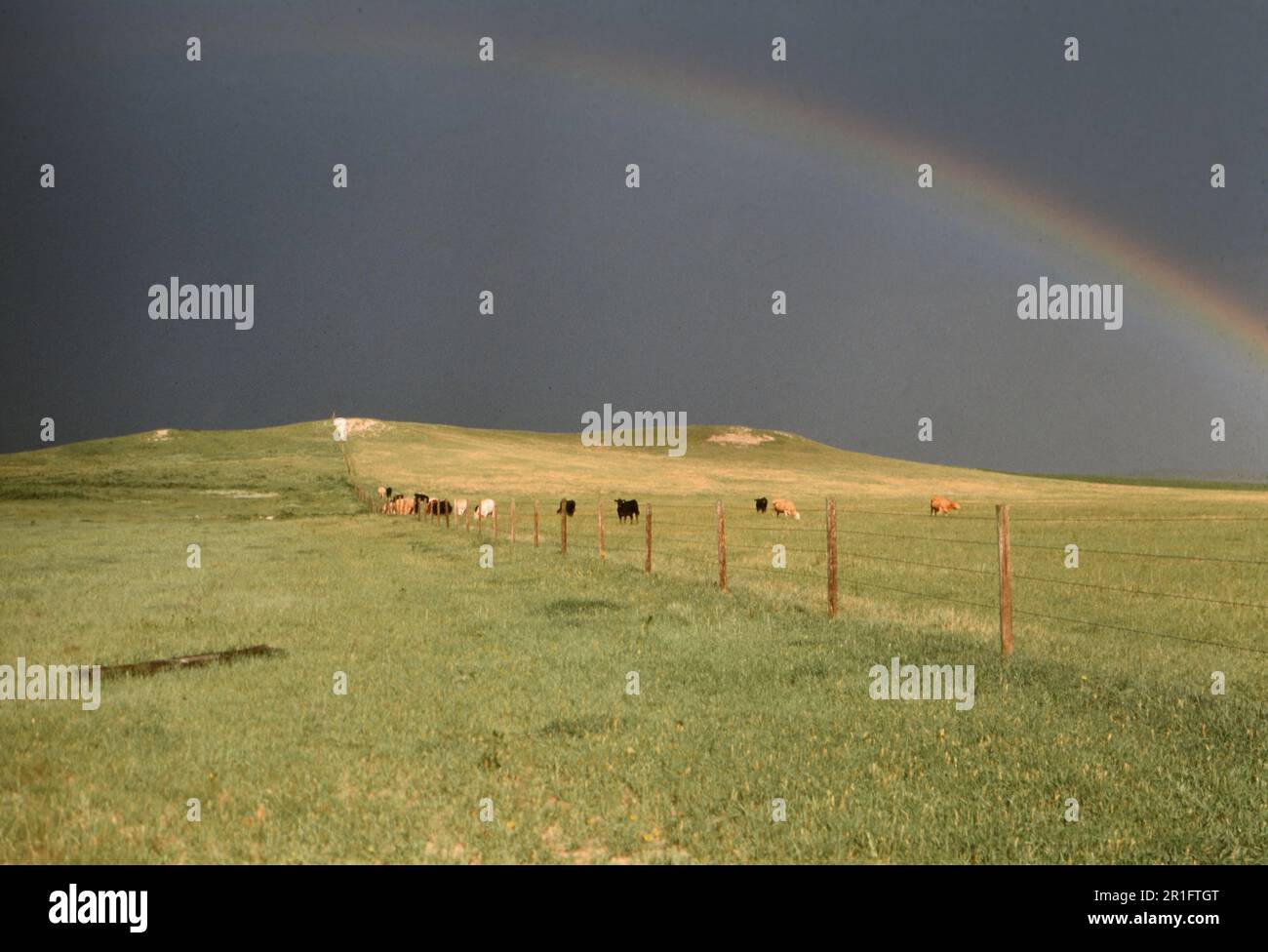Cattle undneath a rainbow on a stormy day at ranch in northern Nebraska ...