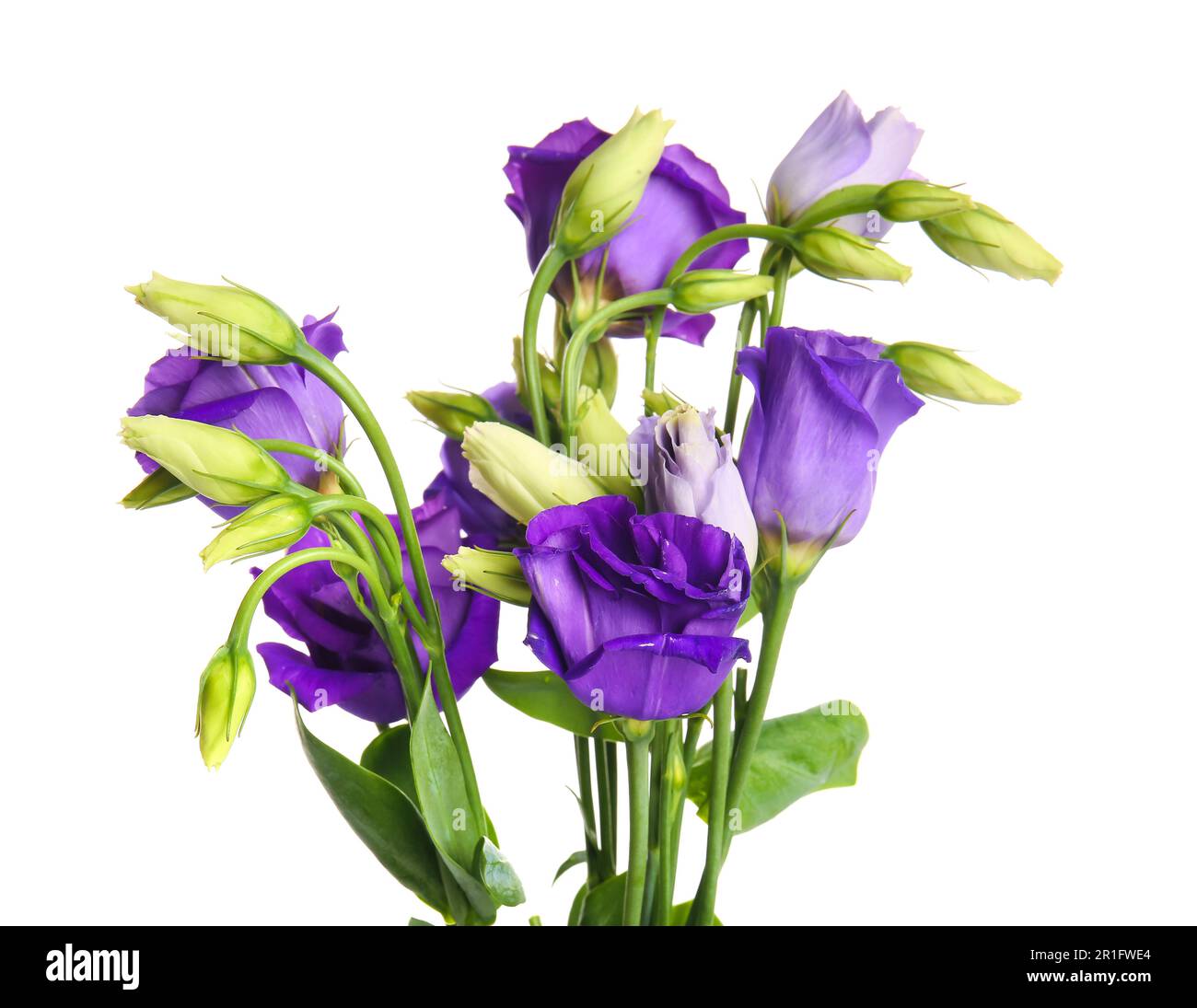 Eustoma flowers on white background Stock Photo - Alamy