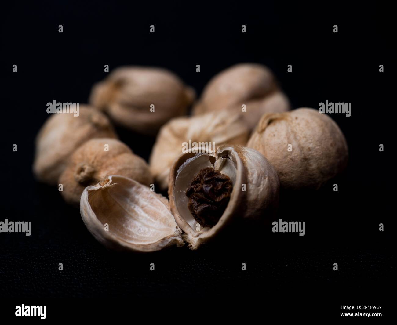 Close up shoot of Kapulaga jawa (Wurfbainia compacta), a kind of herb ...