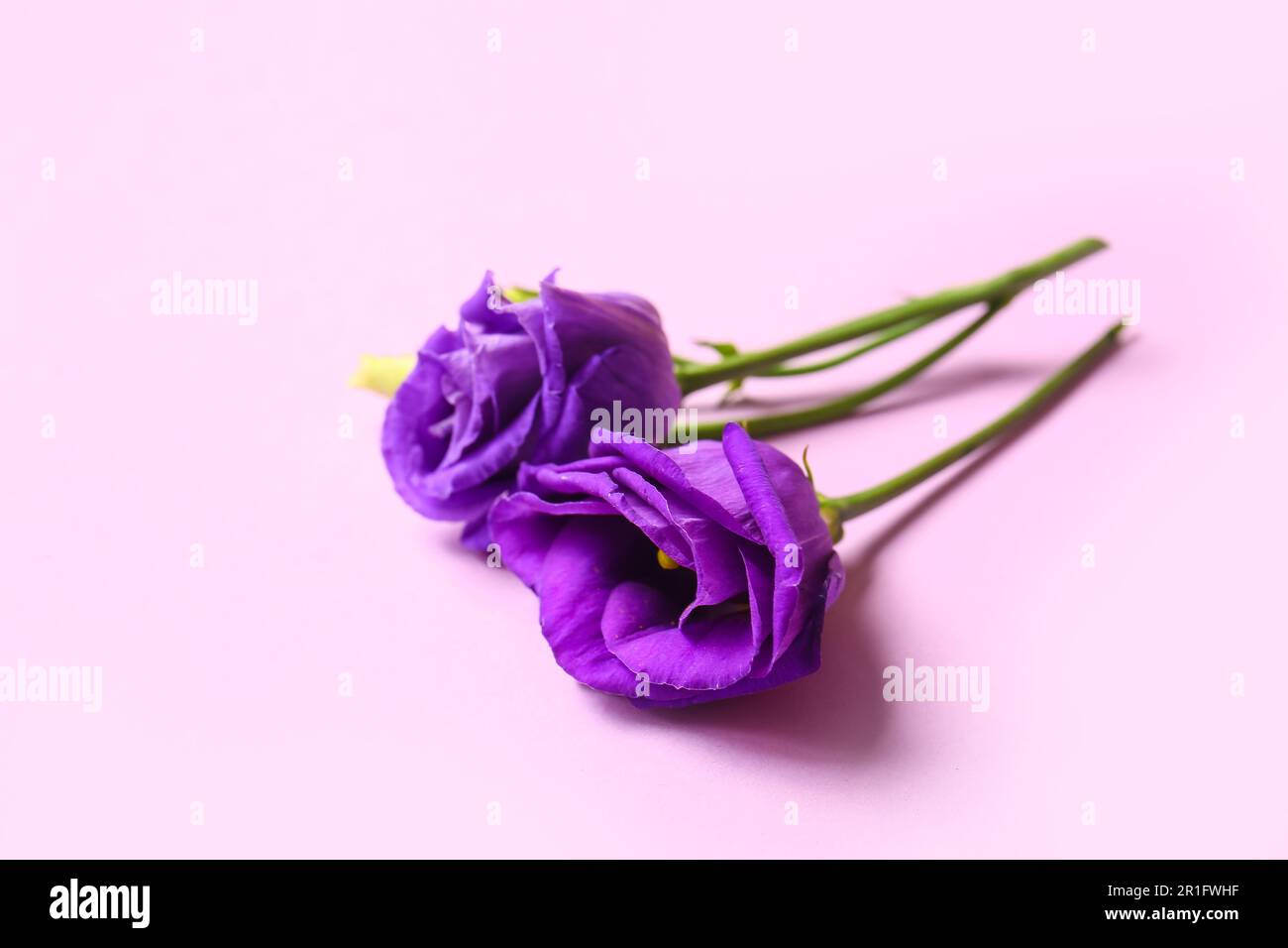 Eustoma flowers on lilac background Stock Photo - Alamy