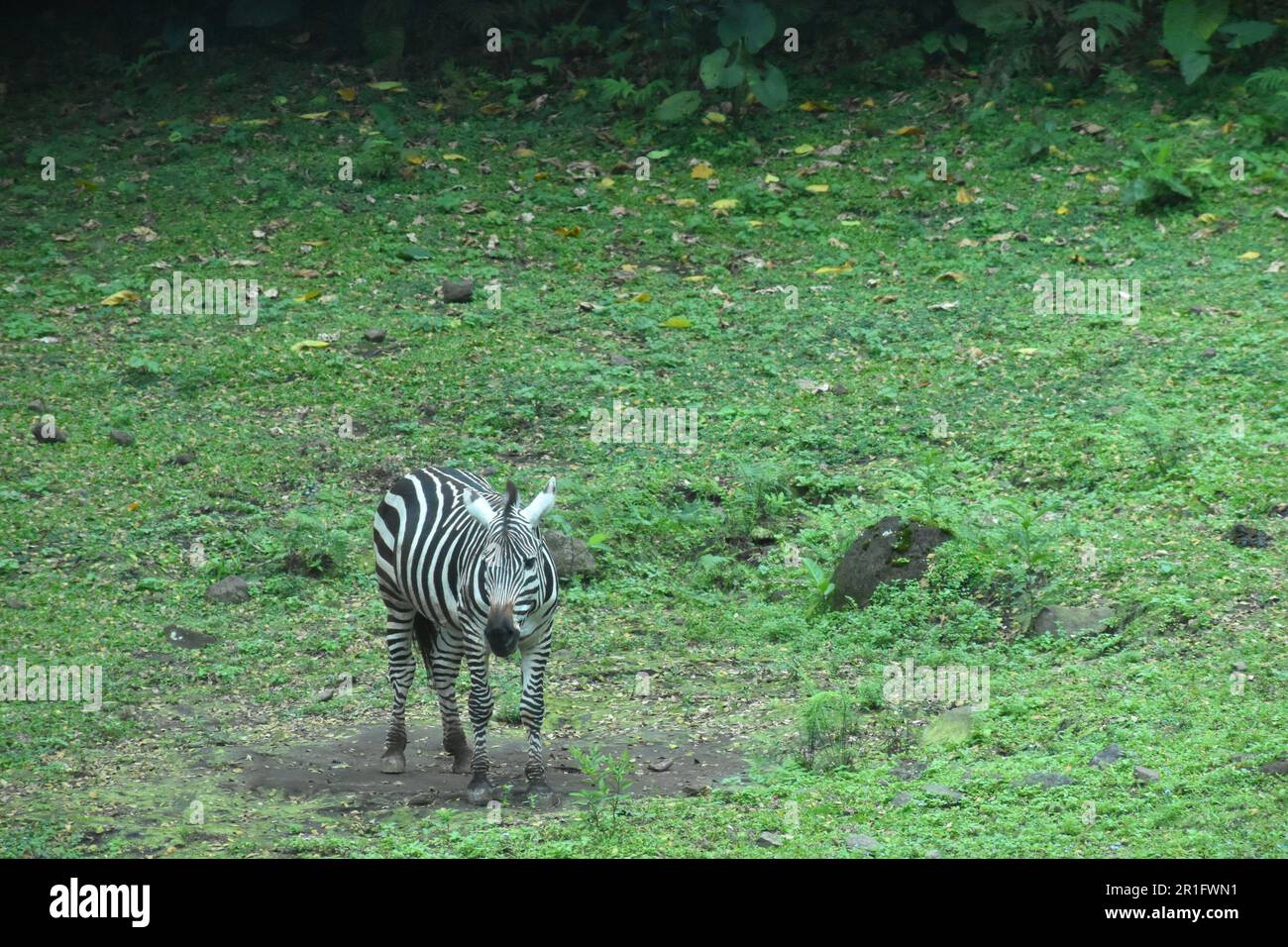 zebra in captivity Stock Photo - Alamy